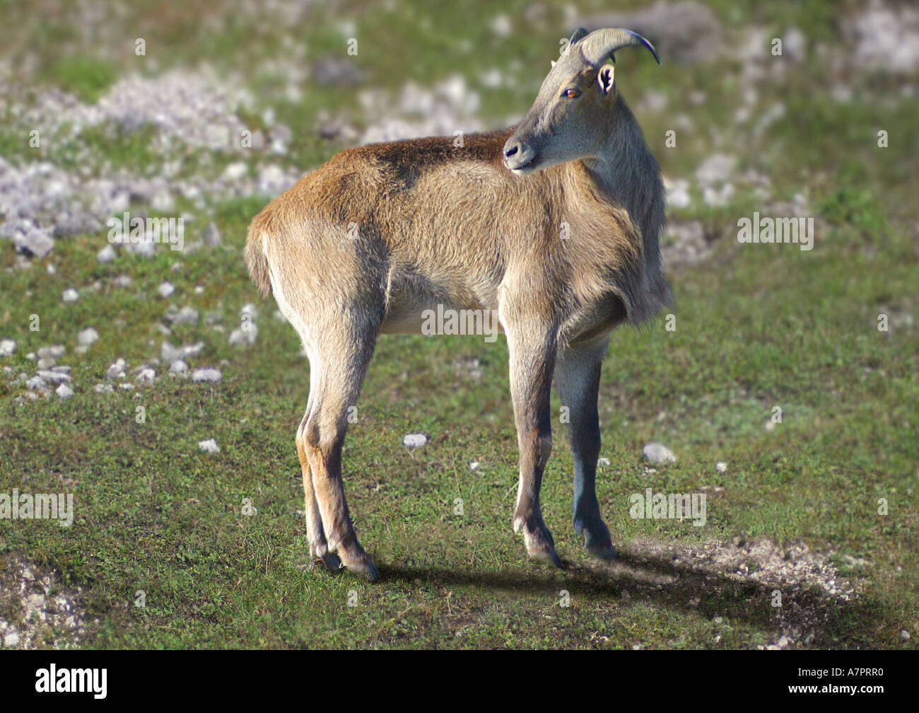 Himalayan tahr hi-res stock photography and images - Alamy