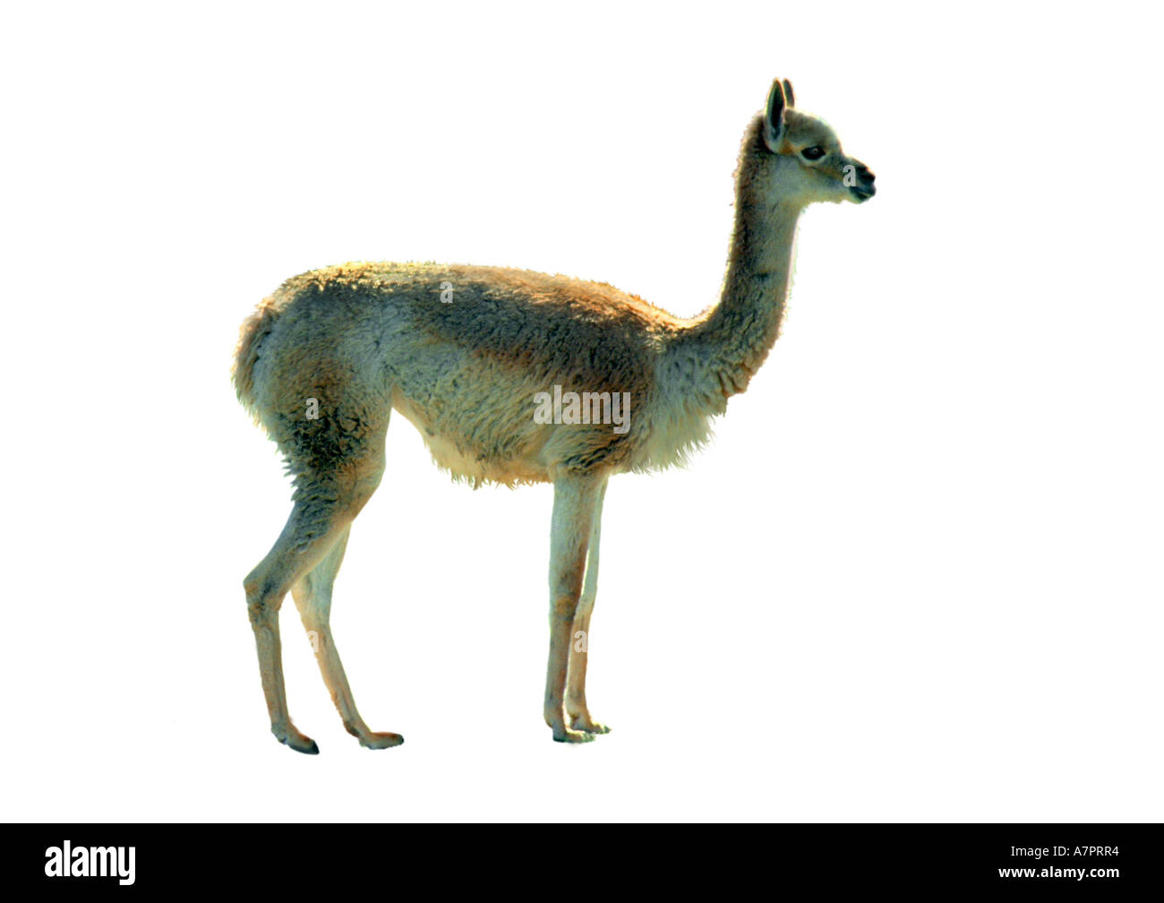 Vicuna Cut Out Stock Images & Pictures - Alamy