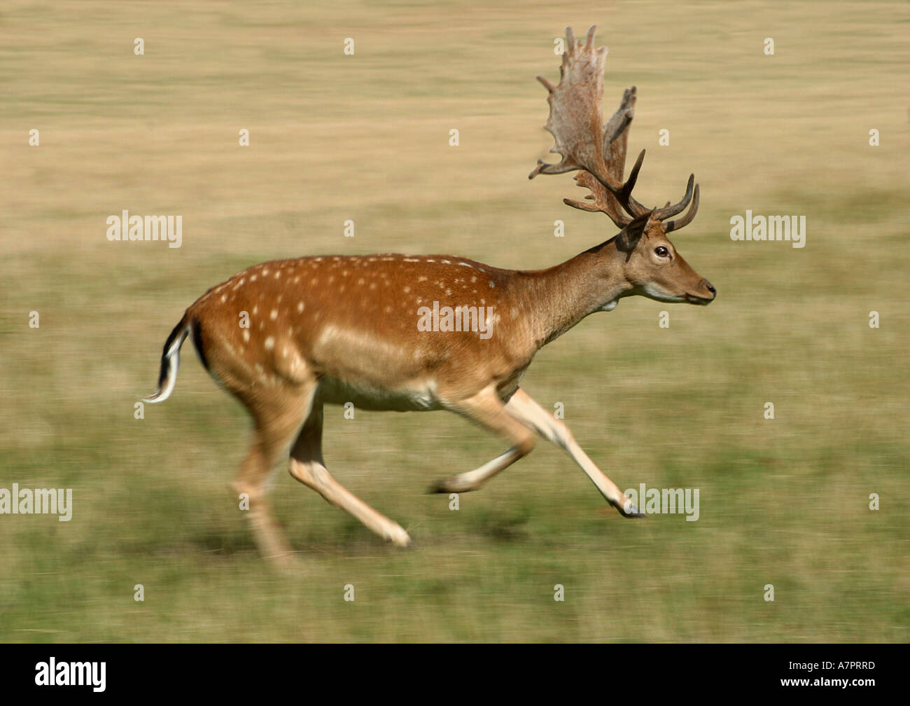 Running stag hi-res stock photography and images - Alamy