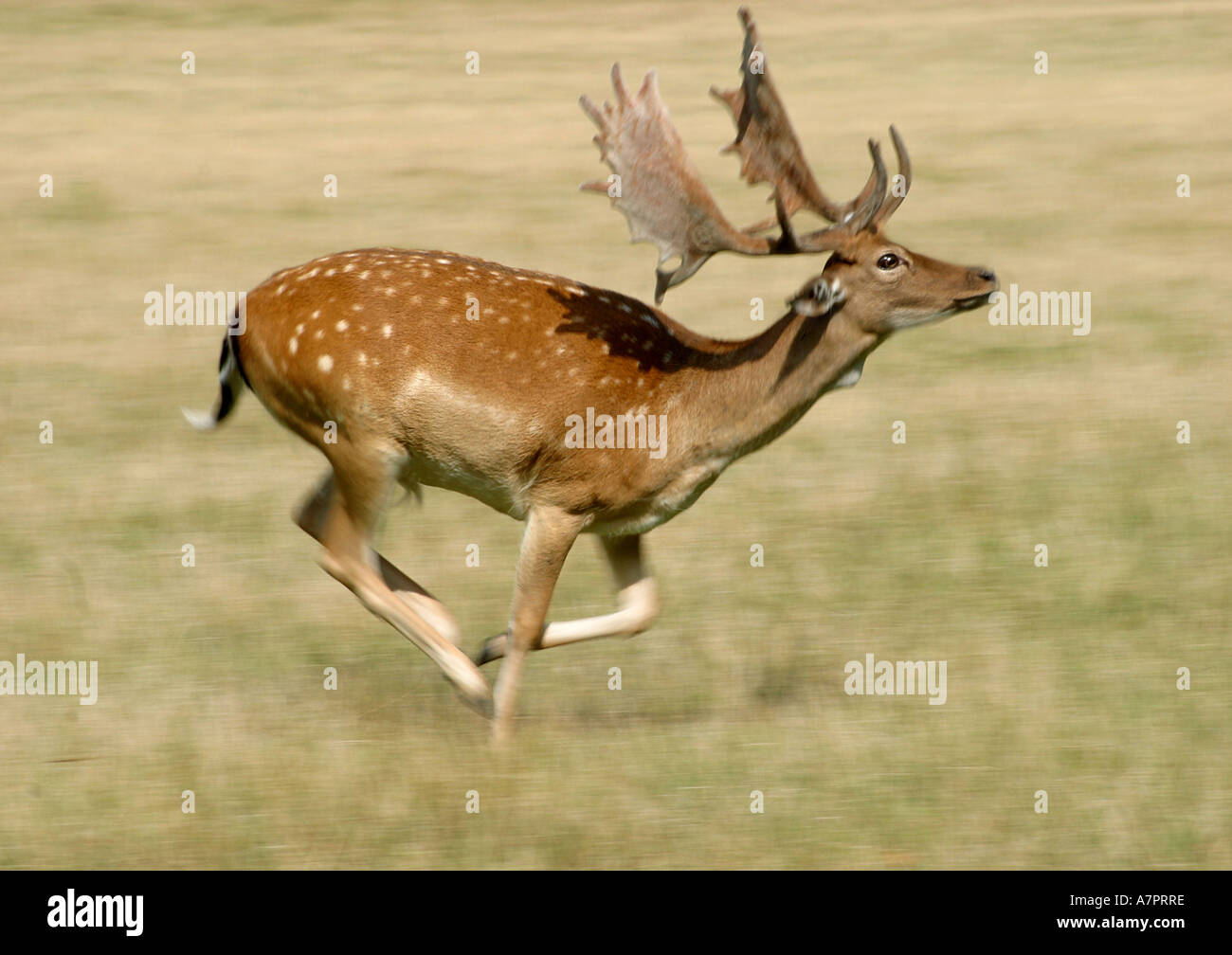 fallow deer (Dama dama, Cervus dama), running stag Stock Photo - Alamy