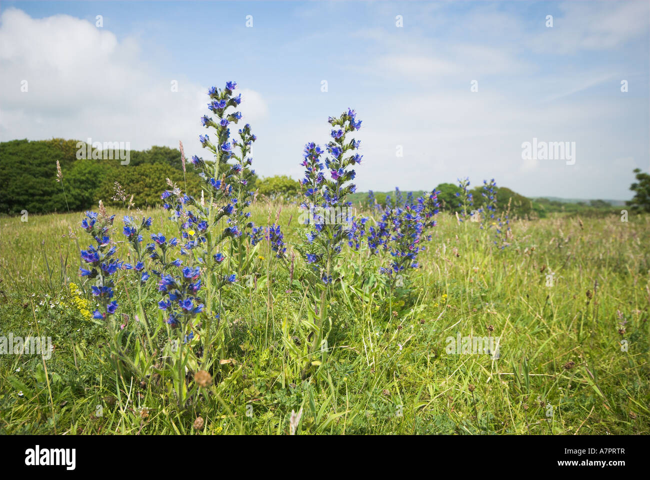 Viper grass hi-res stock photography and images - Alamy
