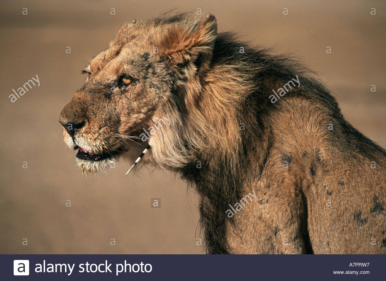 Tuengler Stock Photos & Tuengler Stock Images - Alamy