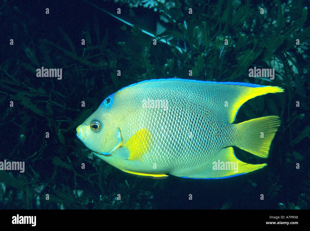 angelfish (Angelichthys isabelita Stock Photo - Alamy