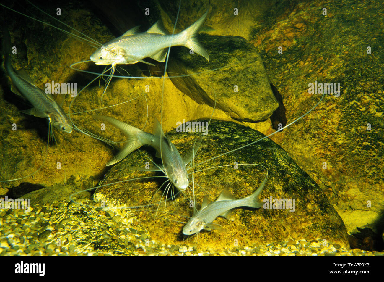 Polynemus paradiseus hi-res stock photography and images - Alamy