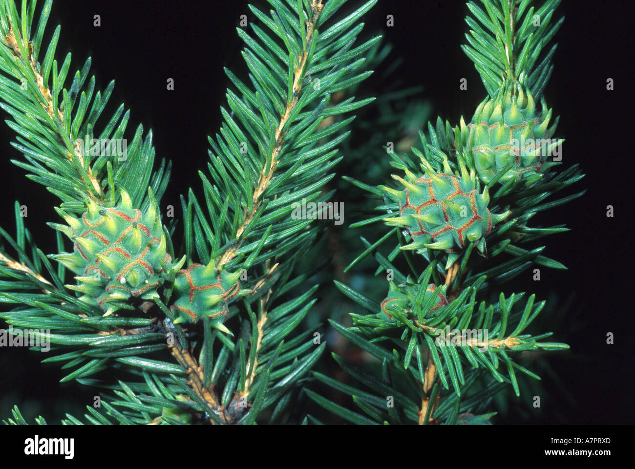 yellow spruce pineapple-gall adelges (Sacchiphantes abietis, Adelges ...