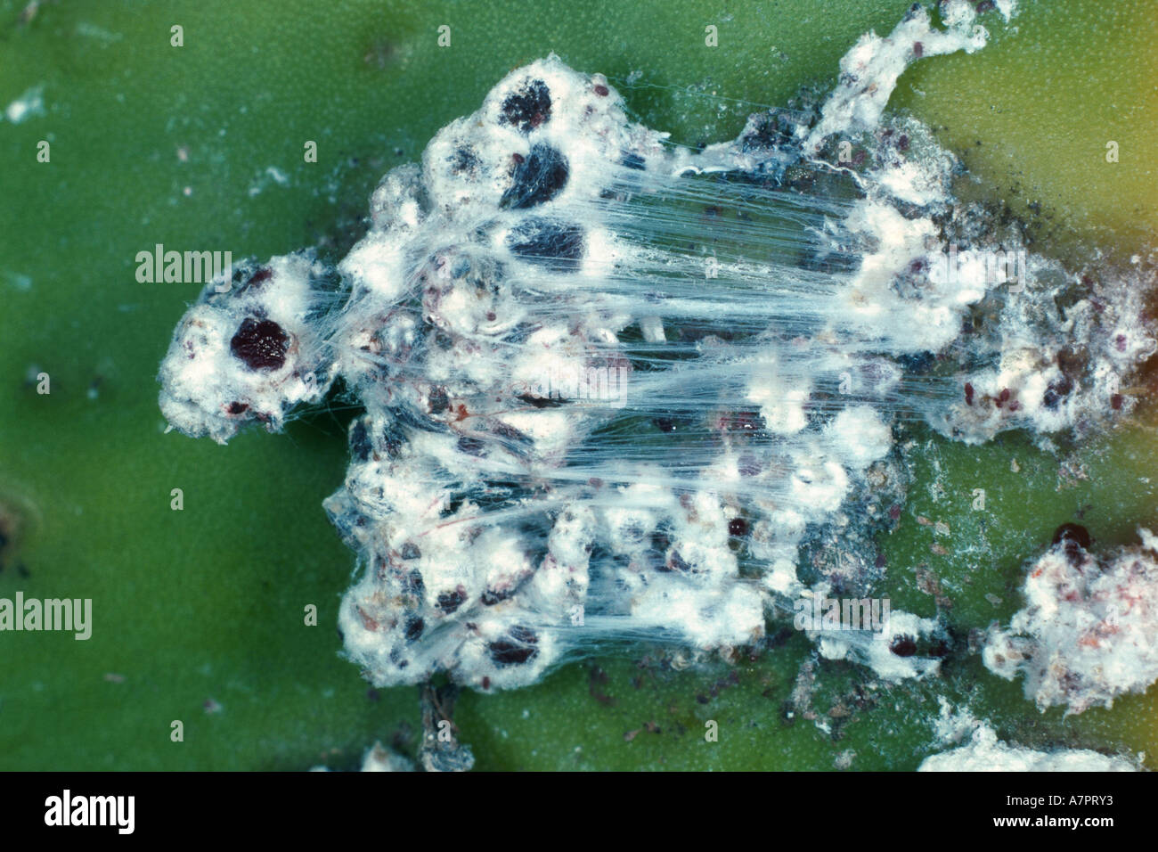 kermes coccid, kermes scale (Kermes spec Stock Photo - Alamy