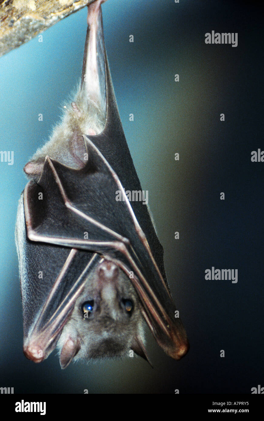 Egyptian rousette (Rousettus aegyptiacus Stock Photo - Alamy