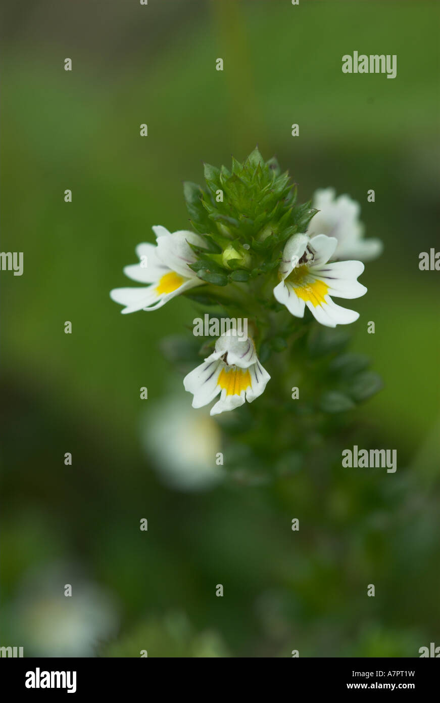 Common Eyebright in Grassland Flower Stock Photo - Alamy