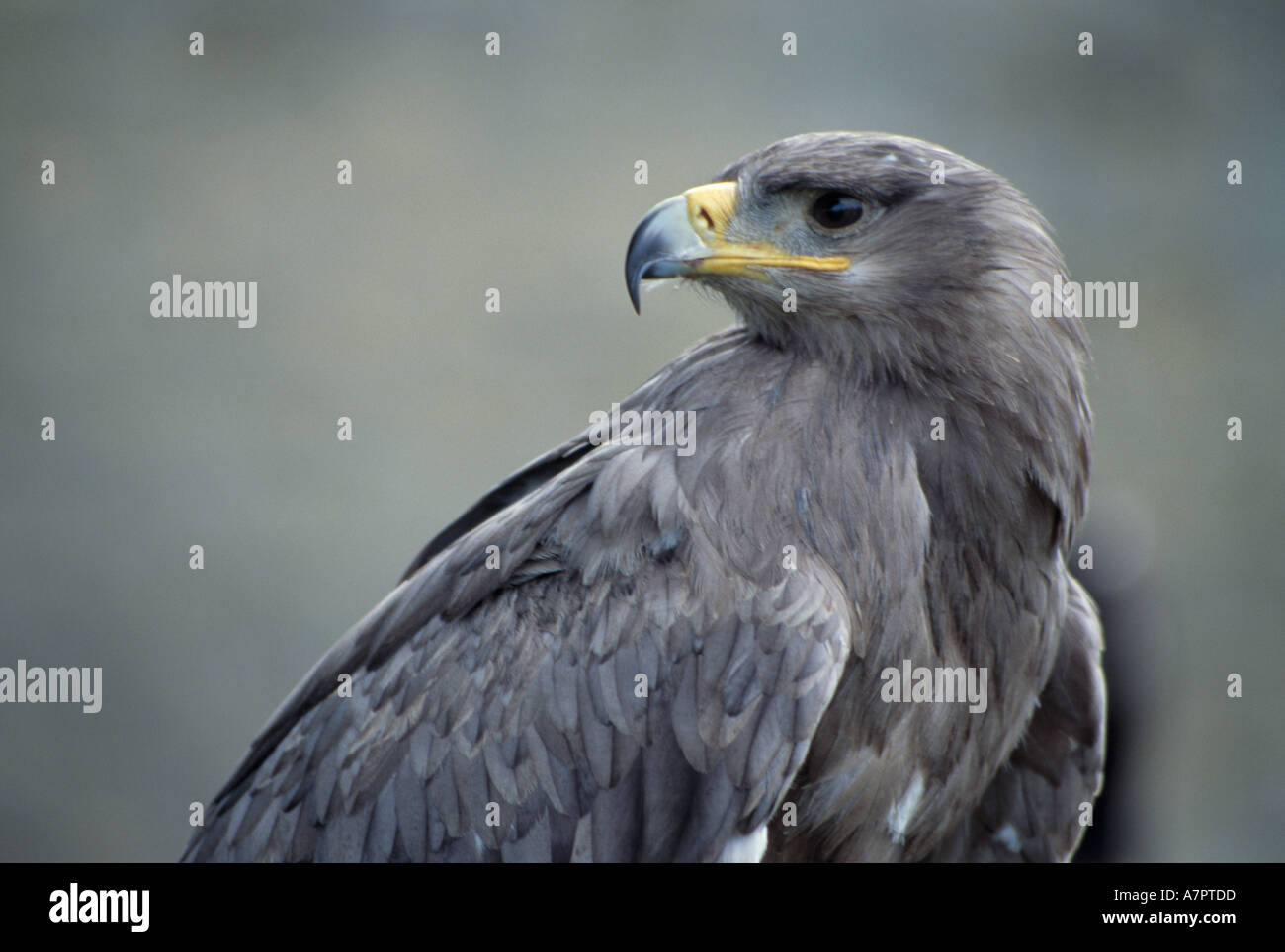 Eagle profile hi-res stock photography and images - Alamy