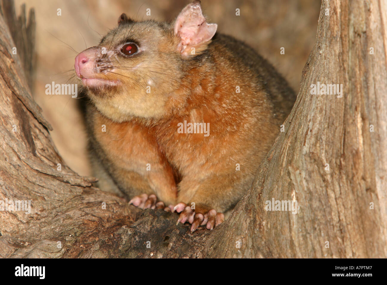 common brush-tailed possum (Trichosurus vulpecula), portrait, frontal ...