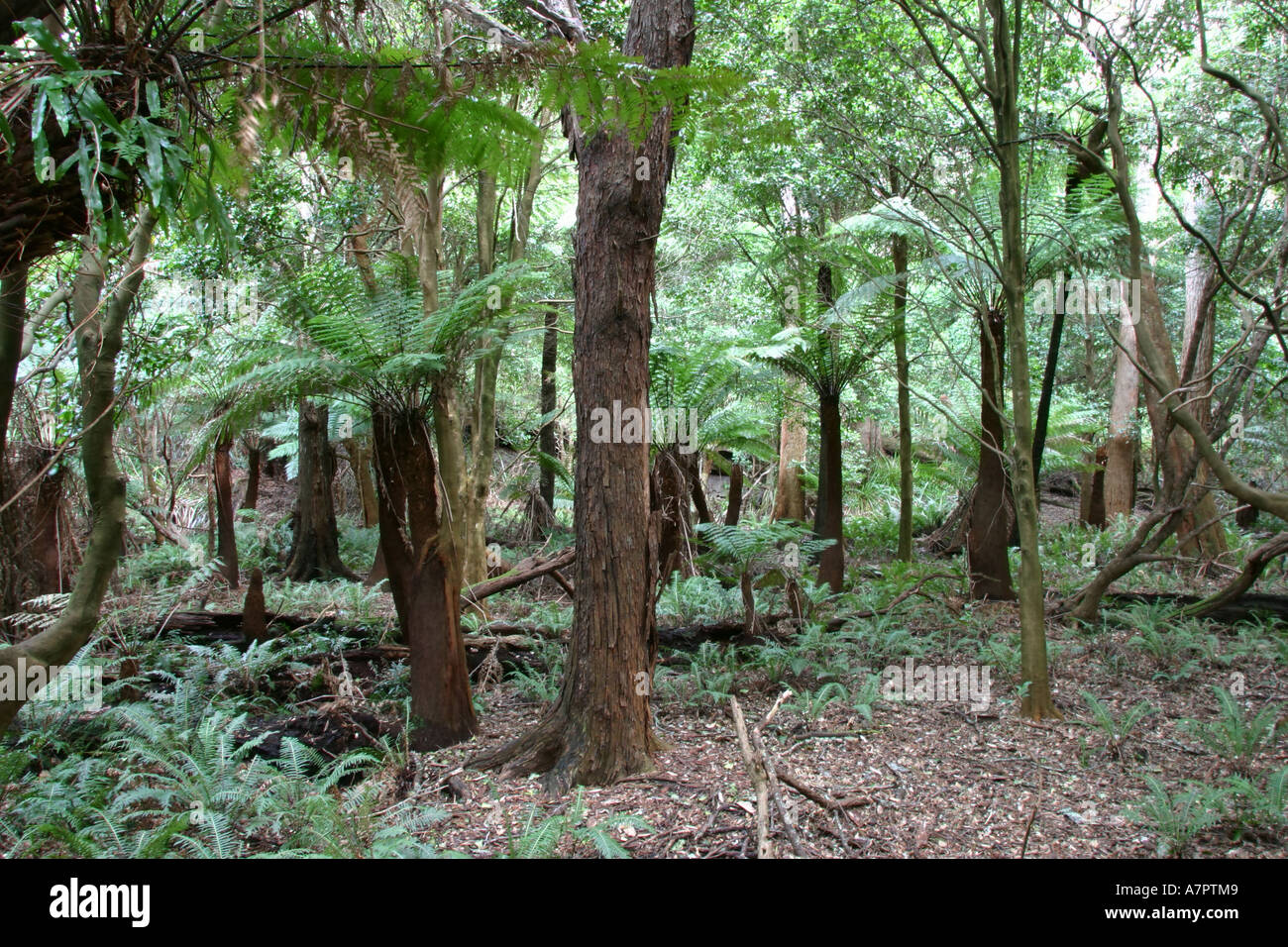 forest with tree ferns, Australia, Wilsons Promontory, Lilly Gully ...