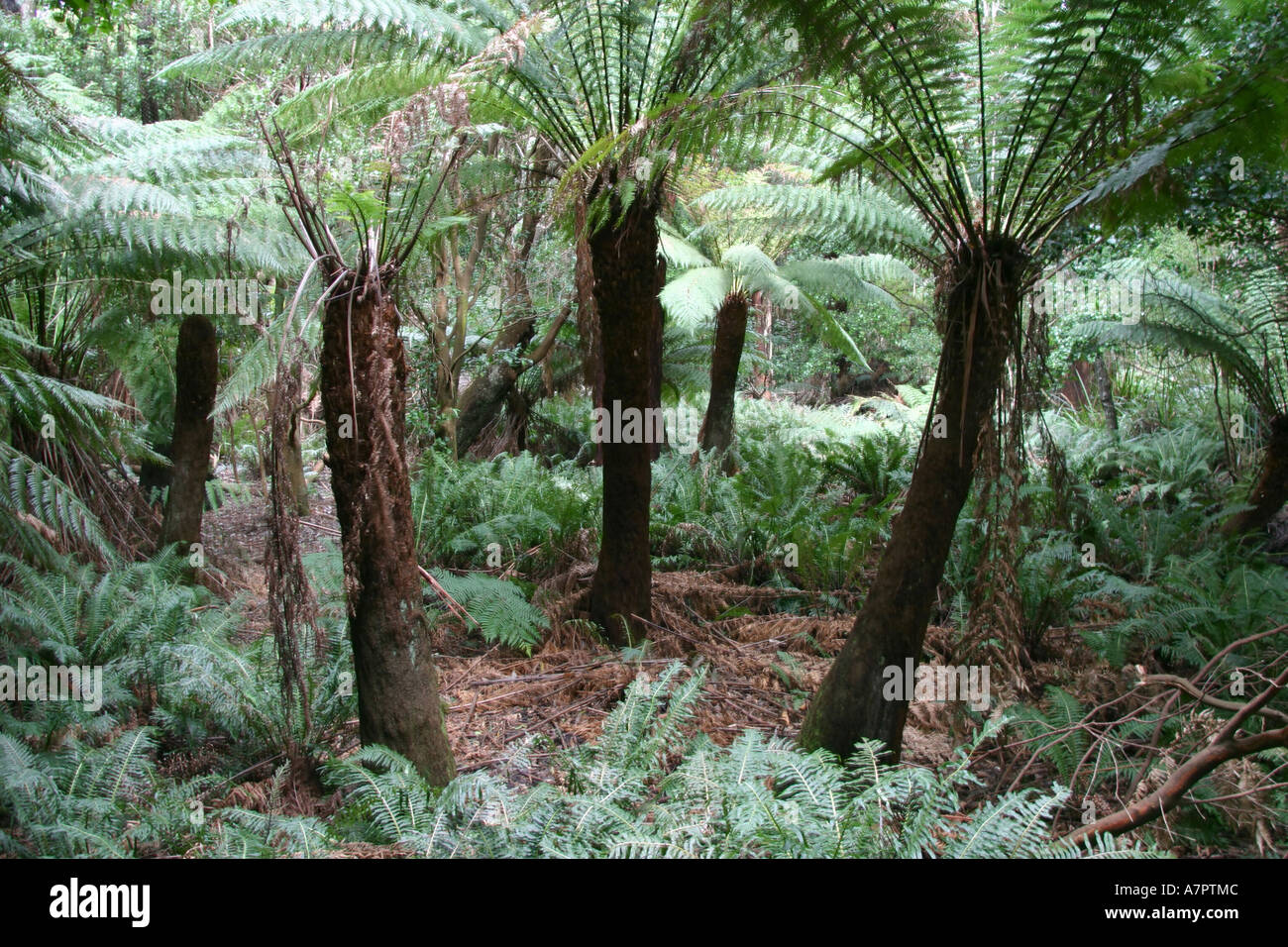 Gully tree fern hi-res stock photography and images - Alamy