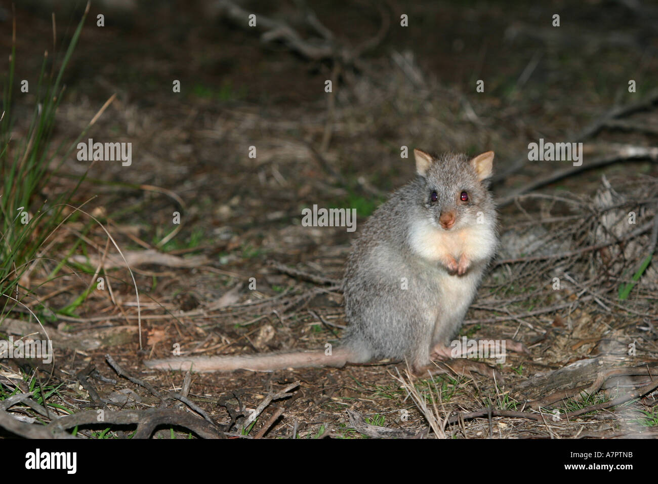 Bettong, australia hi-res stock photography and images - Alamy