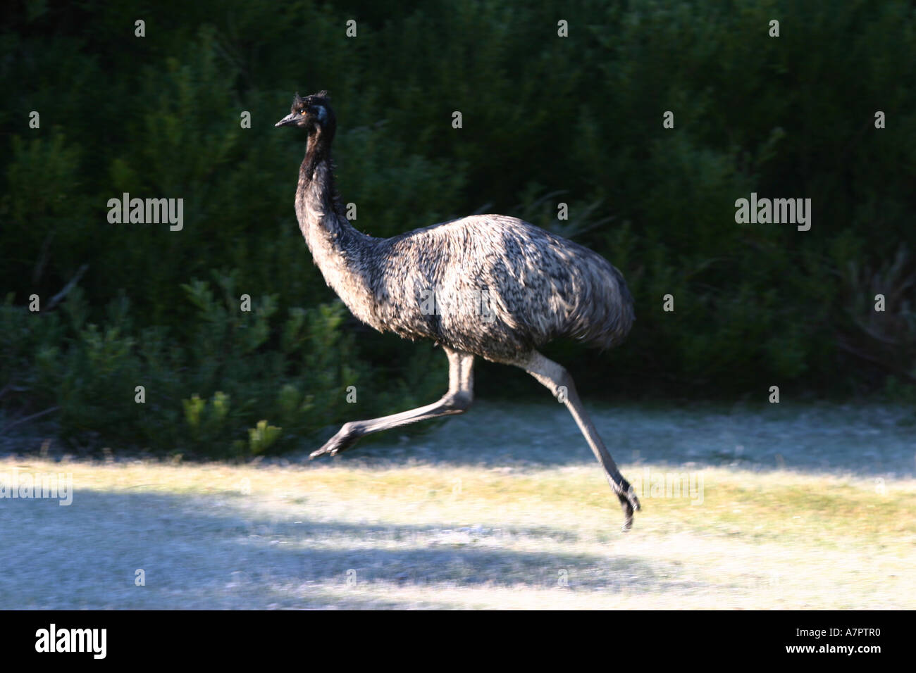Emu Bird Running