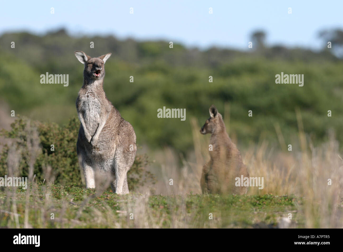 eastern gray kangaroo (Macropus giganteus), yawning, Australia ...