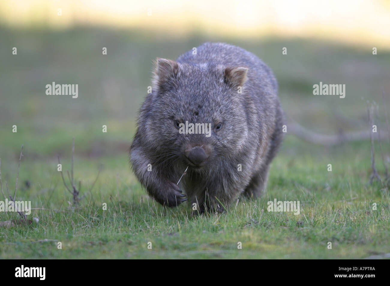 common wombat, coarse-haired wombat, forest wombat, naked-nosed wombat ...