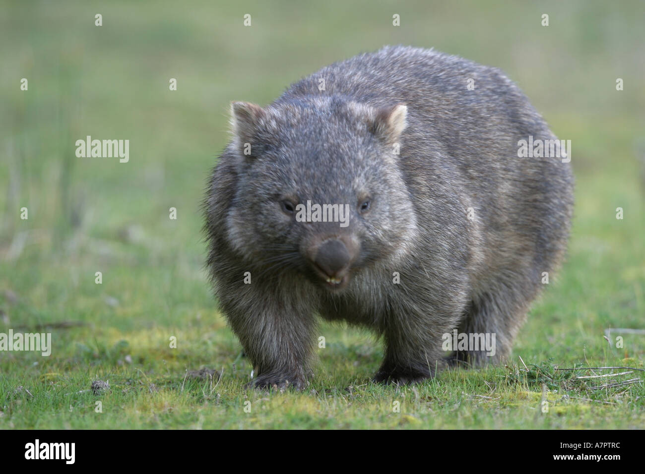 common wombat, coarse-haired wombat, forest wombat, naked-nosed wombat ...