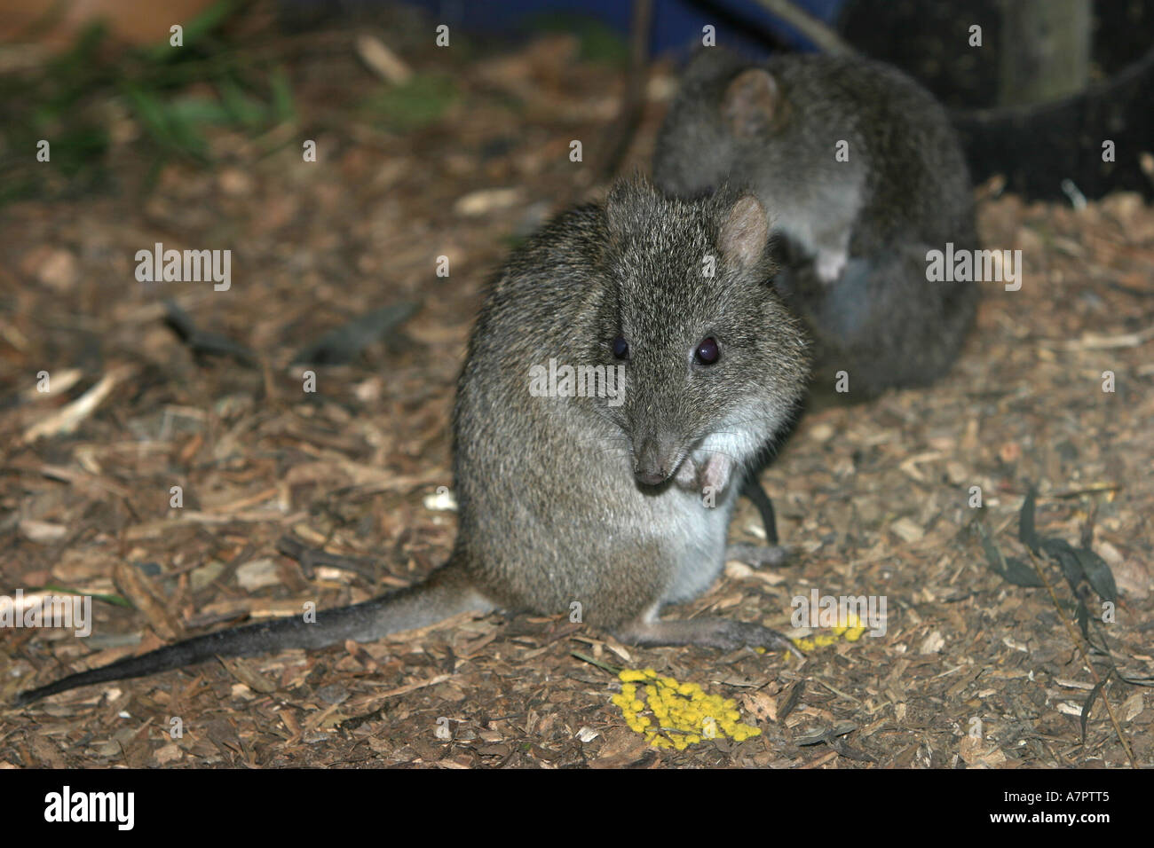 long-nosed potoroo (Potorous tridactylus), sitting on his hind legs ...