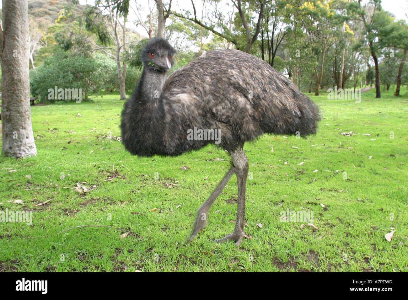 emu (Dromaius novaehollandiae), Australia, Victoria Stock Photo - Alamy