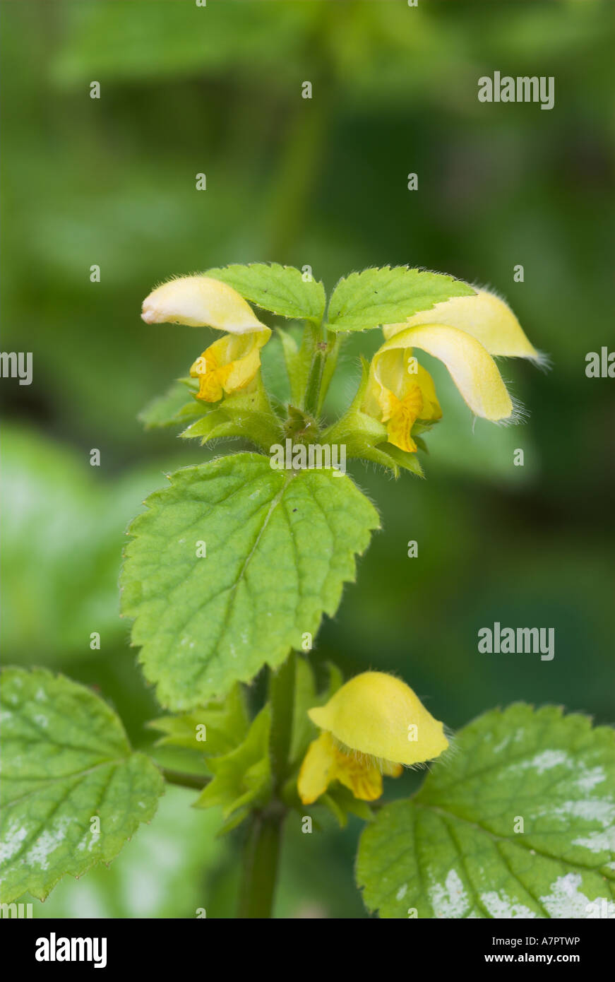 Yellow Archangel Flower Stock Photo - Alamy
