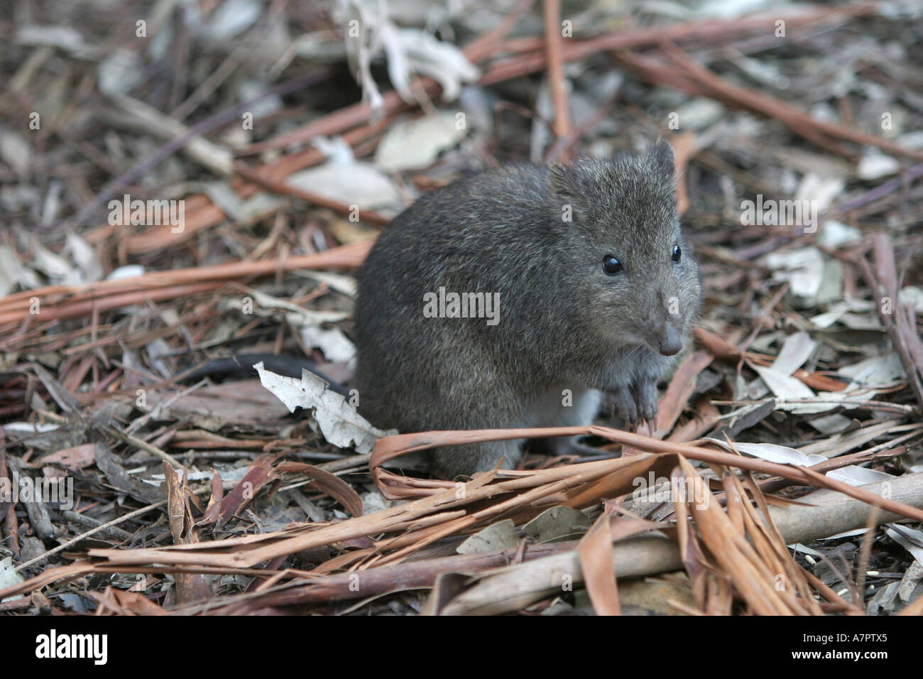 Long nosed potoroo potorous tridactylus hi-res stock photography and ...