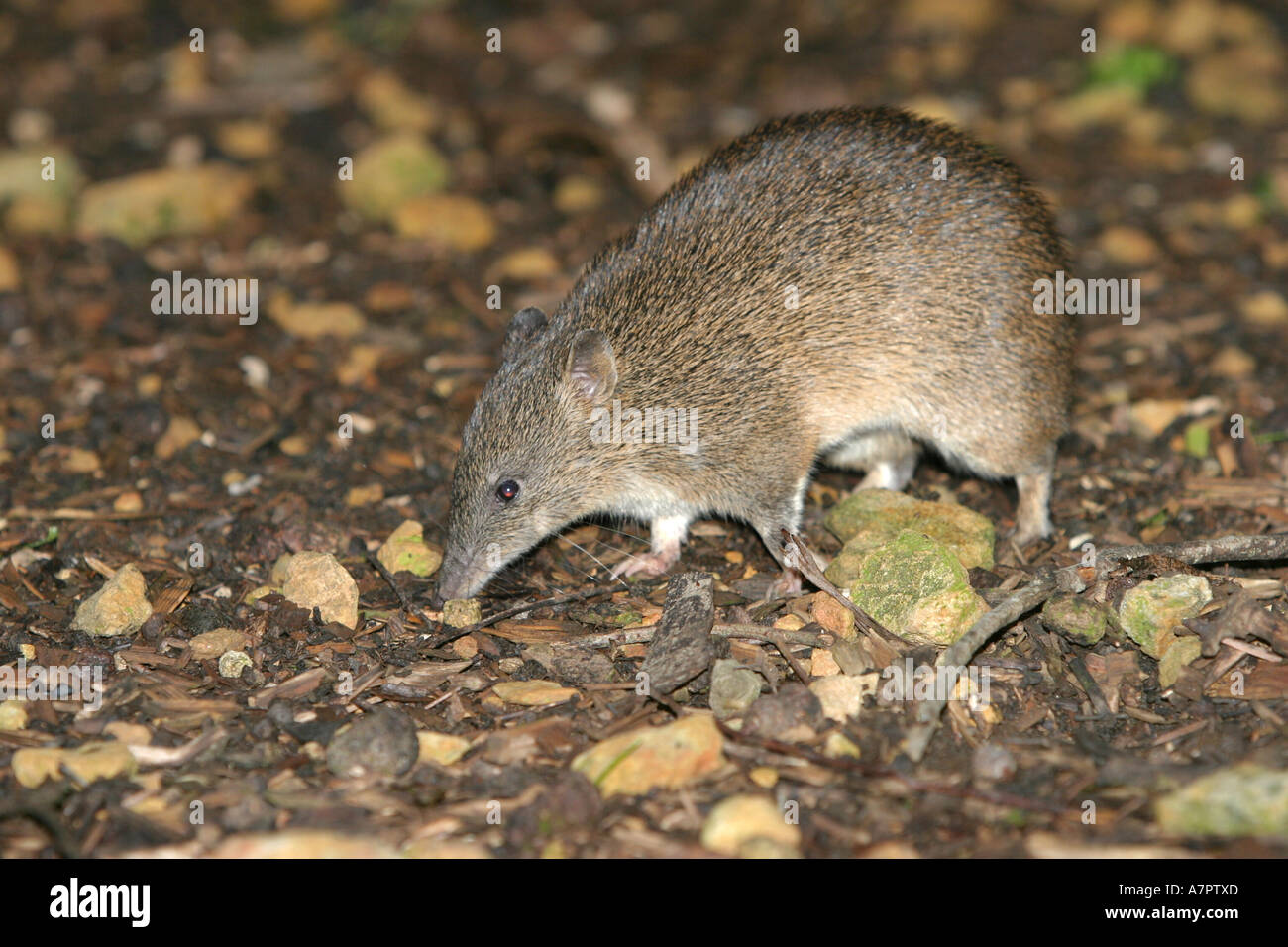 southern brown bandicoot, quenda, short-nosed bandicoot (Isoodon ...