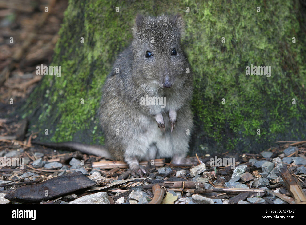 long-nosed potoroo (Potorous tridactylus), sitting on his hind legs ...