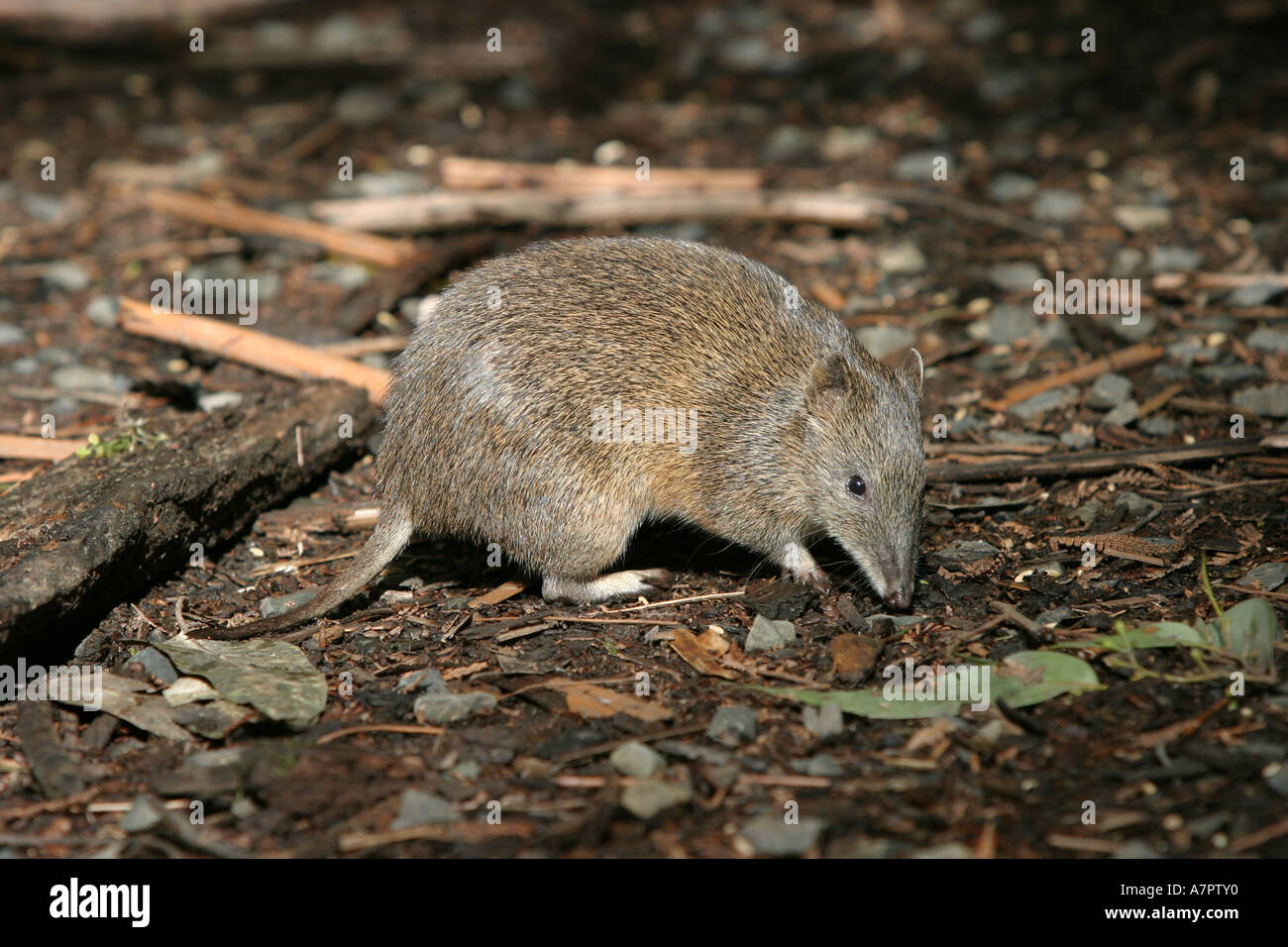 southern brown bandicoot, quenda, short-nosed bandicoot, Isoodon ...