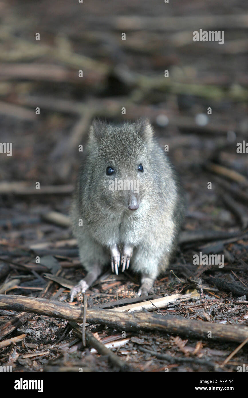 long-nosed potoroo (Potorous tridactylus), sitting on his hind legs ...