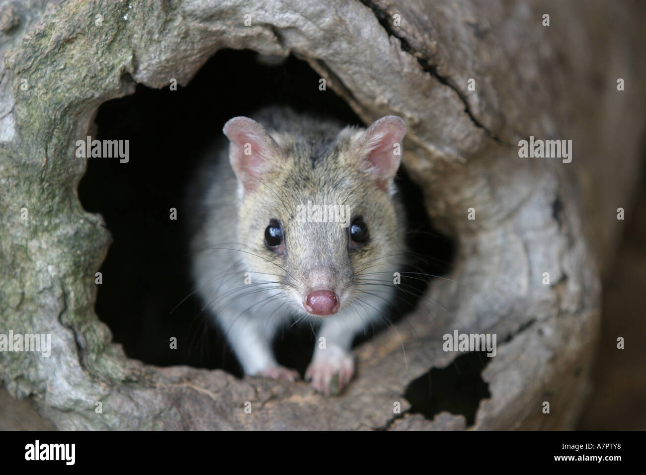 Dasyurus viverrinus hi-res stock photography and images - Alamy