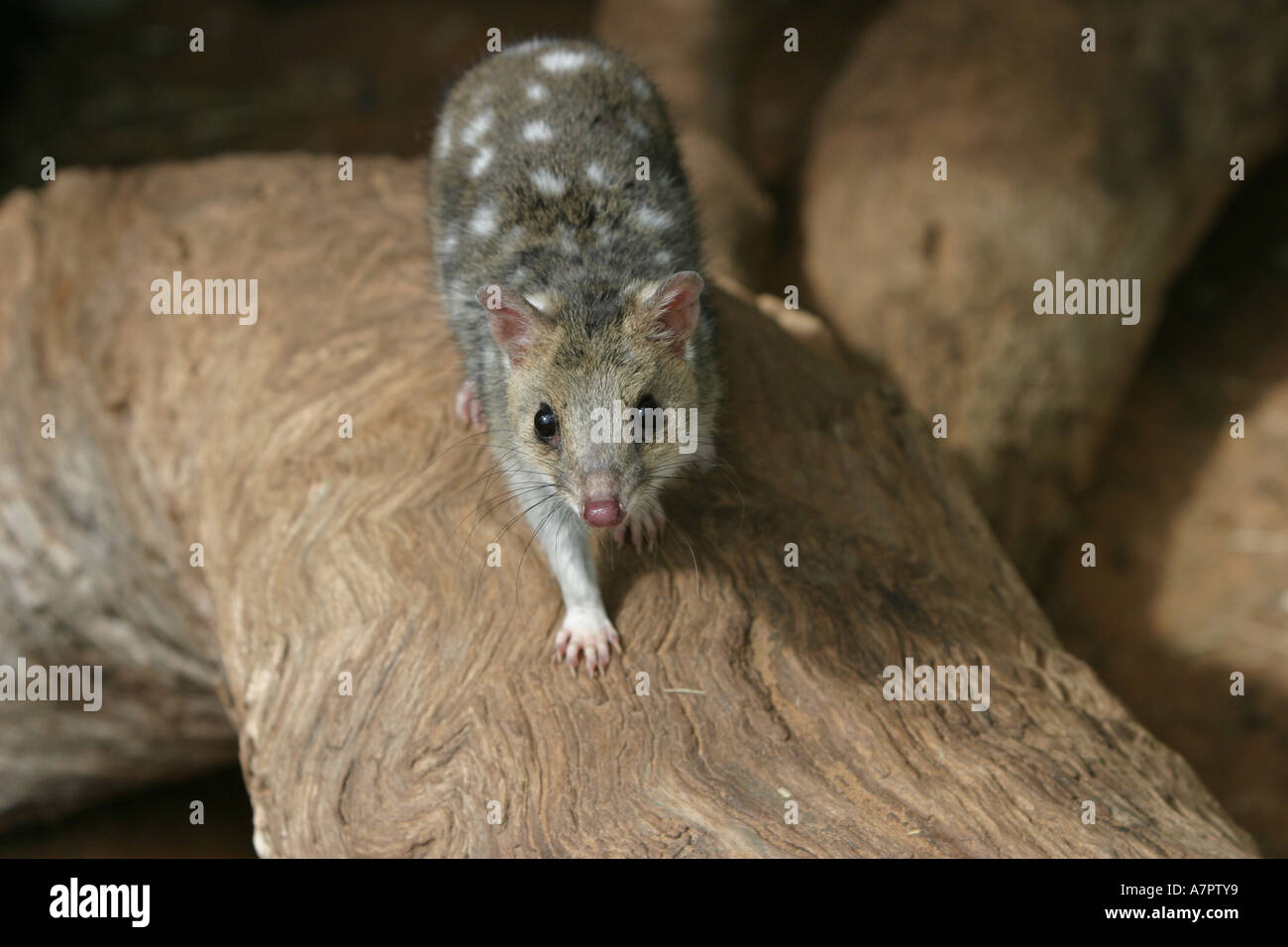 eastern quoll or native cat (Dasyurus viverrinus), walking on a trunk ...