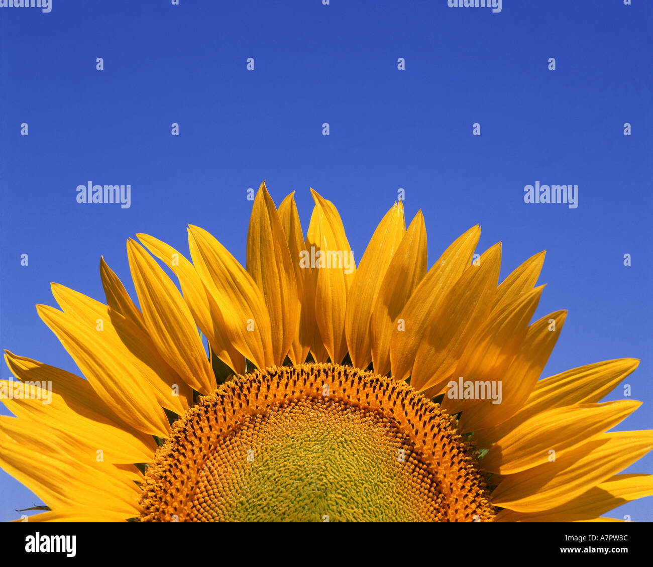 Generic flower hi-res stock photography and images - Alamy