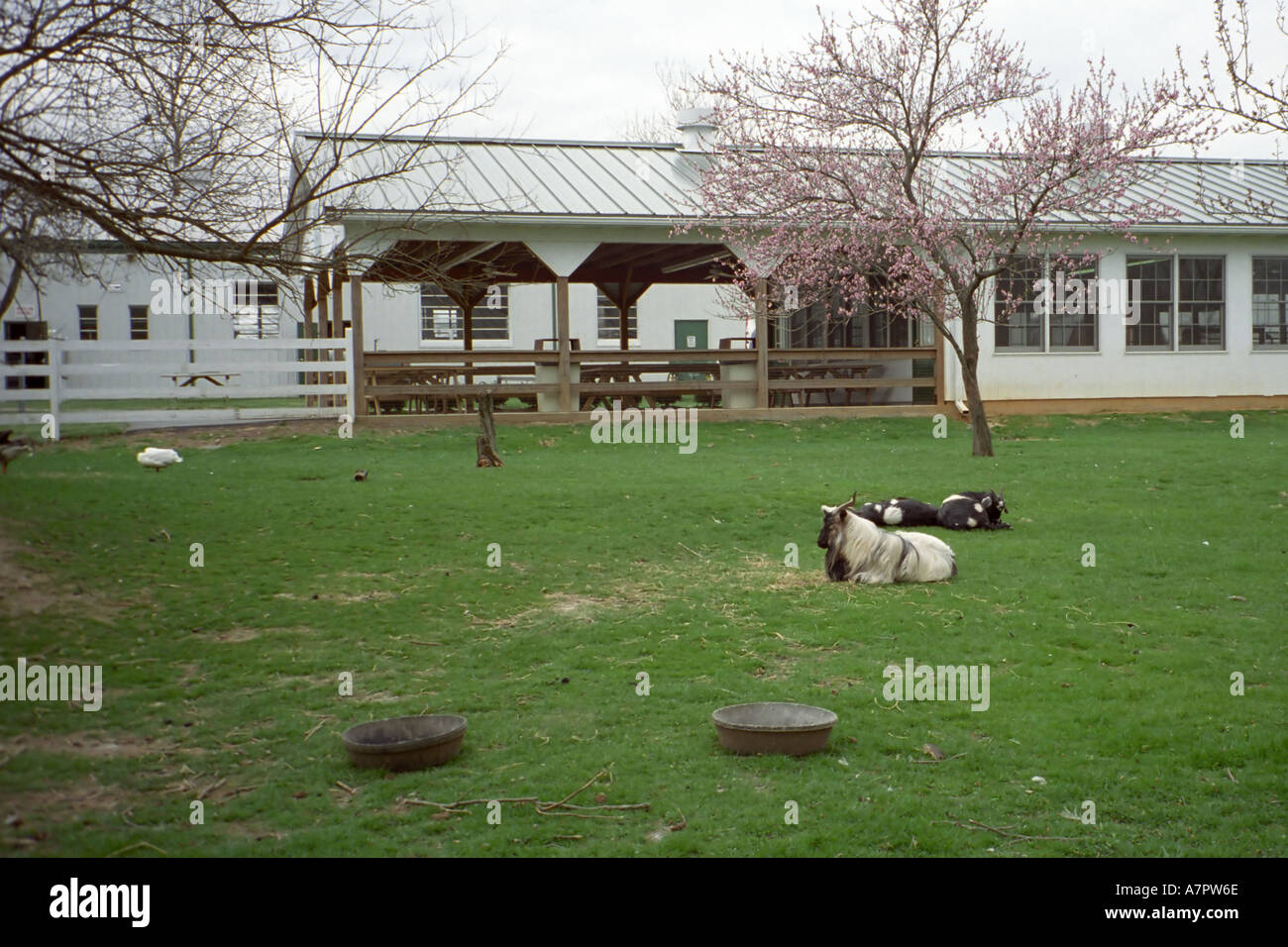 Goats on a grass field on a farm in Lancaster Pennsylvania USA Stock ...