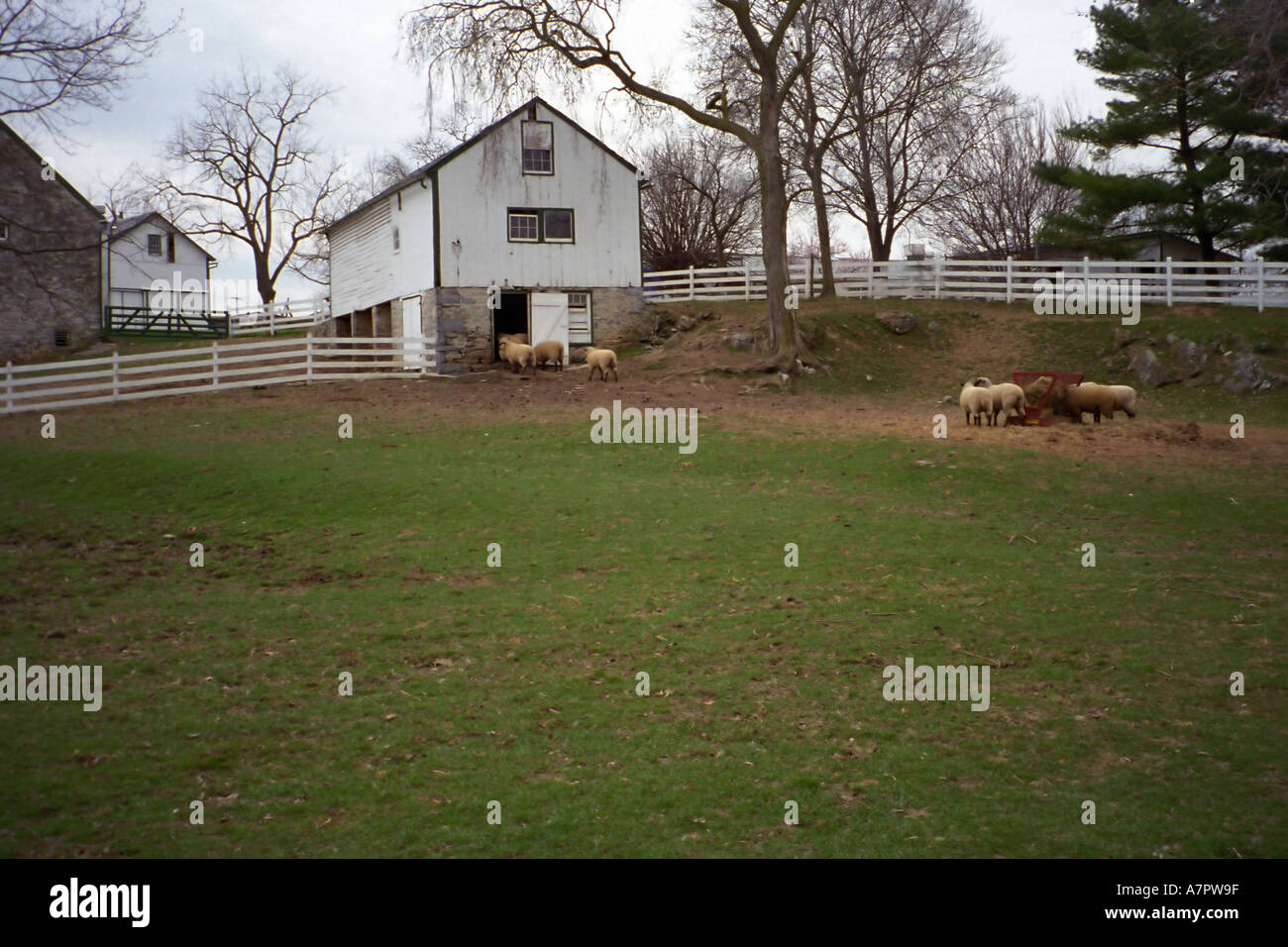 Sheep on a farm in Lancaster Pennsylvania Stock Photo - Alamy