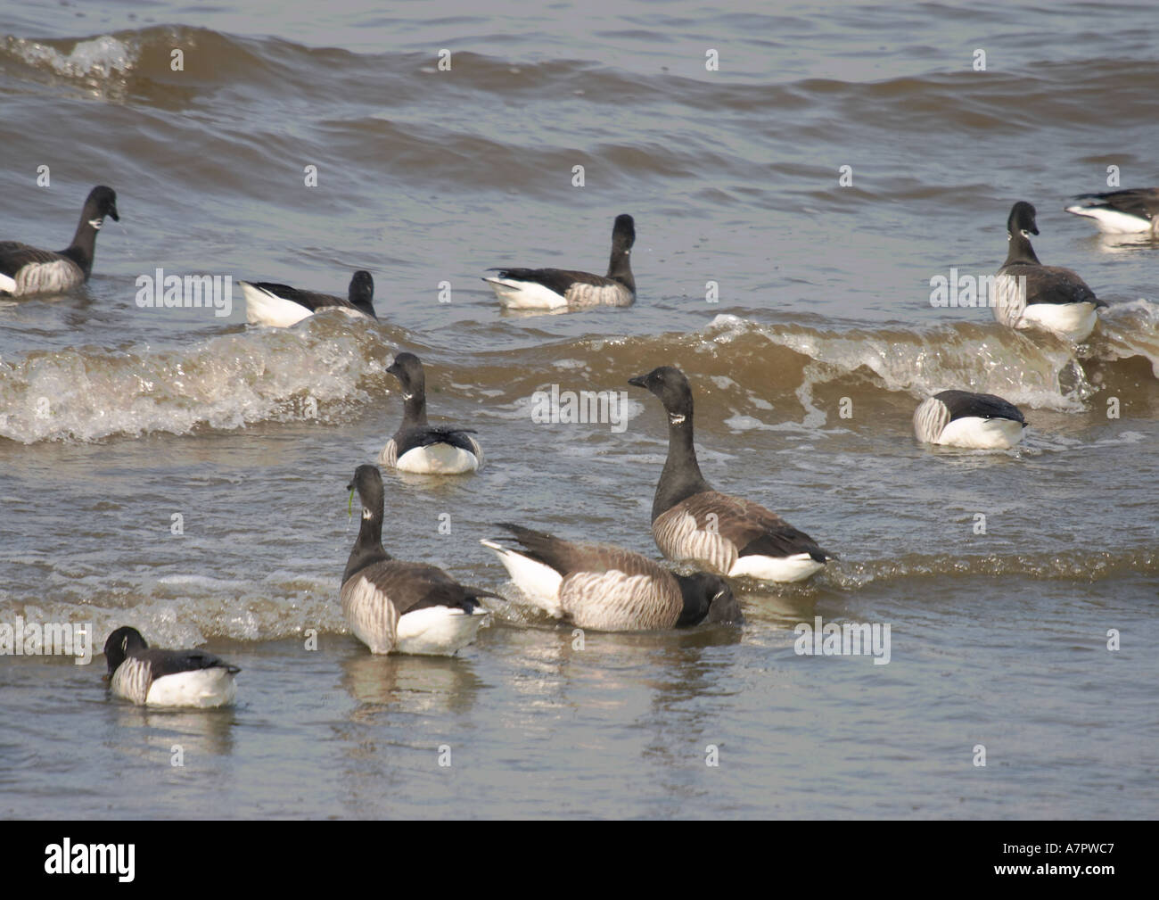 Gaggle hi-res stock photography and images - Alamy
