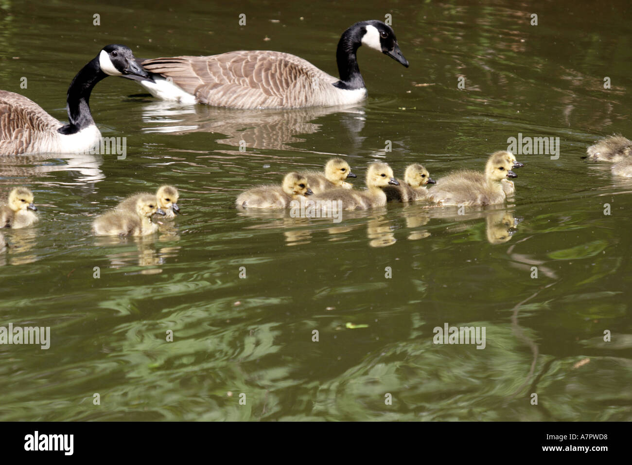 Geese and goslings out for a swim Stock Photo - Alamy