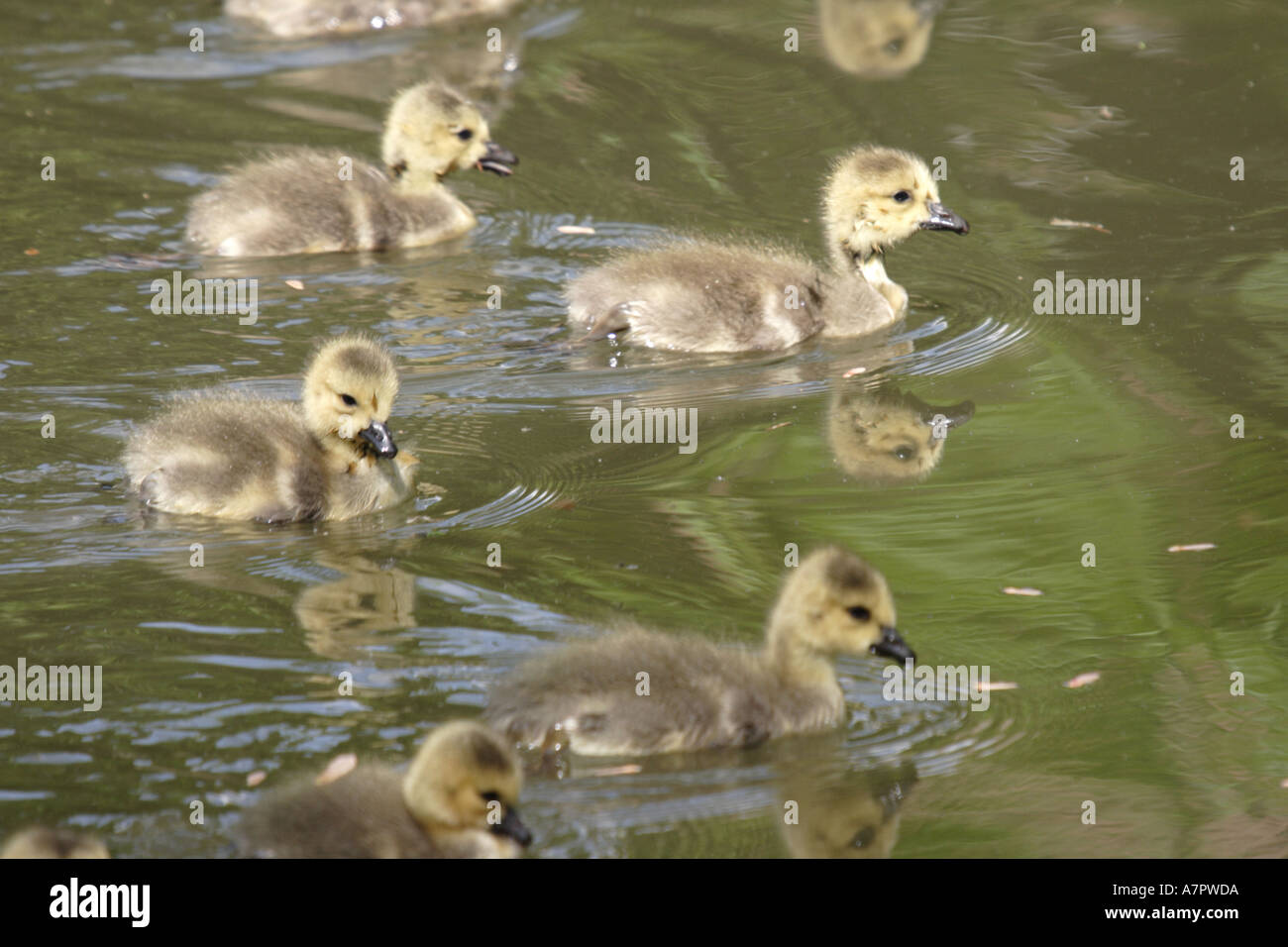 Baby canada geese pond hi-res stock photography and images - Alamy