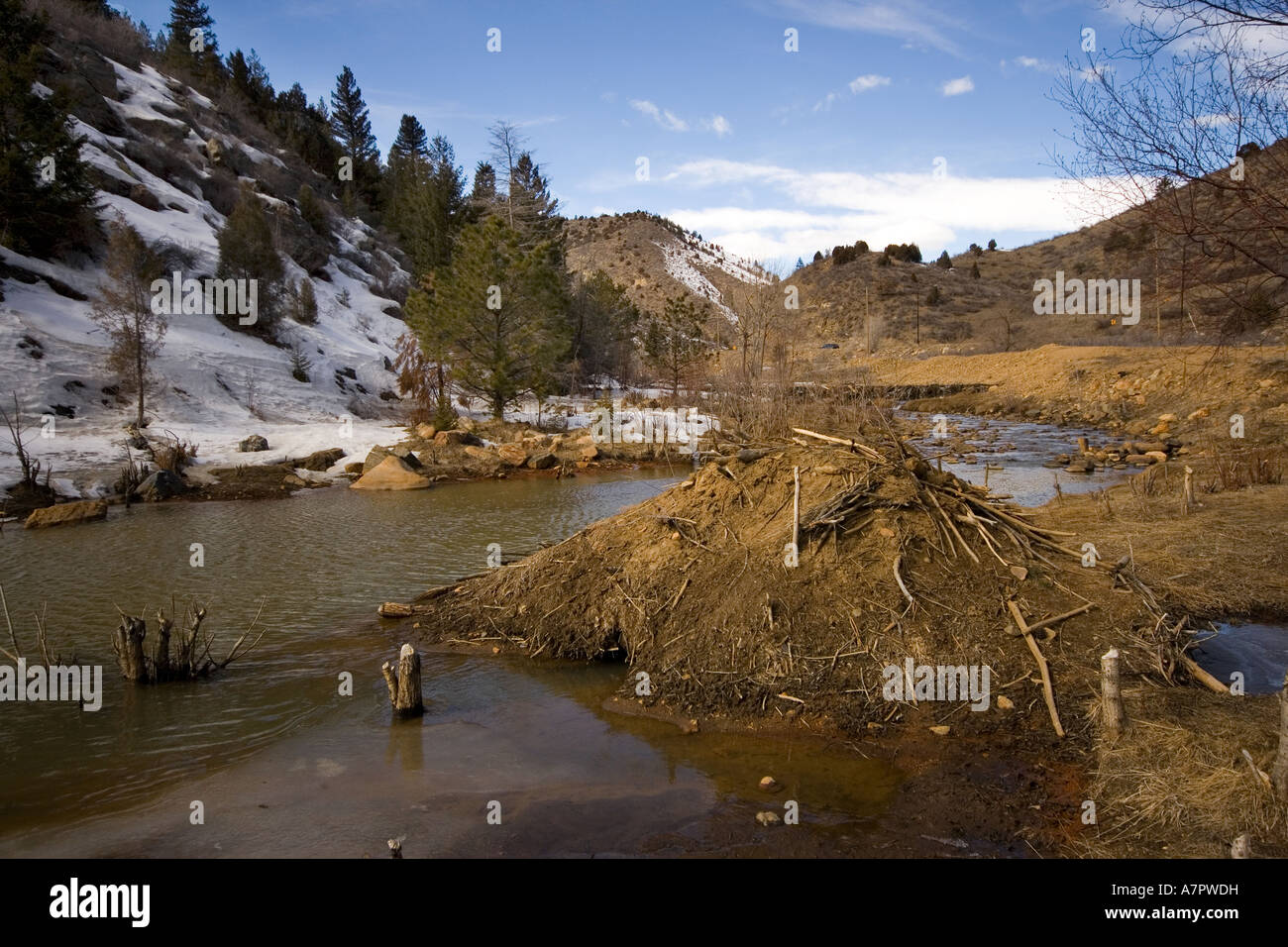 Beaver dam lodge Castor canadensis Stock Photo - Alamy