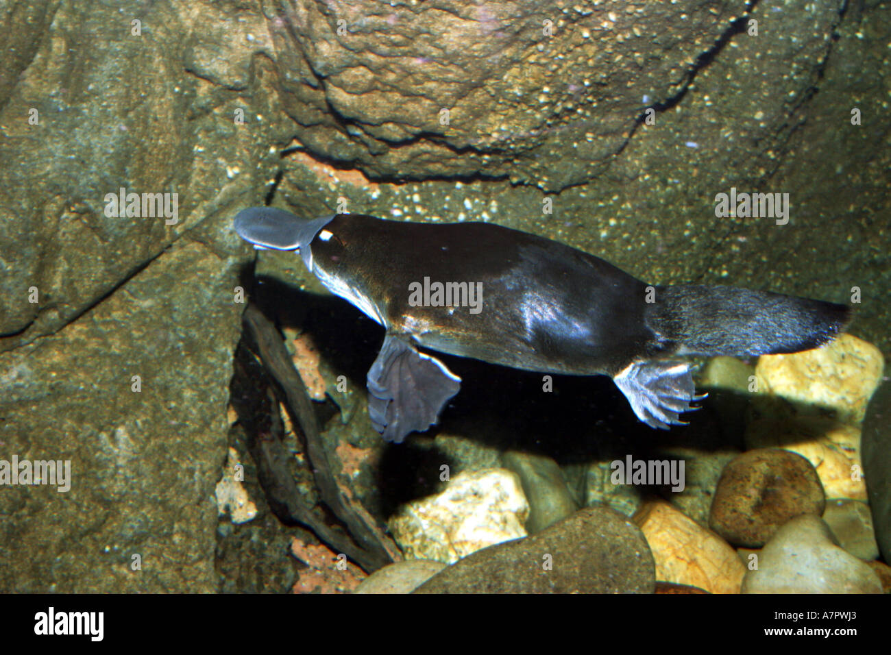 platypus, duck-billed platypus (Ornithorhynchus anatinus), under water ...
