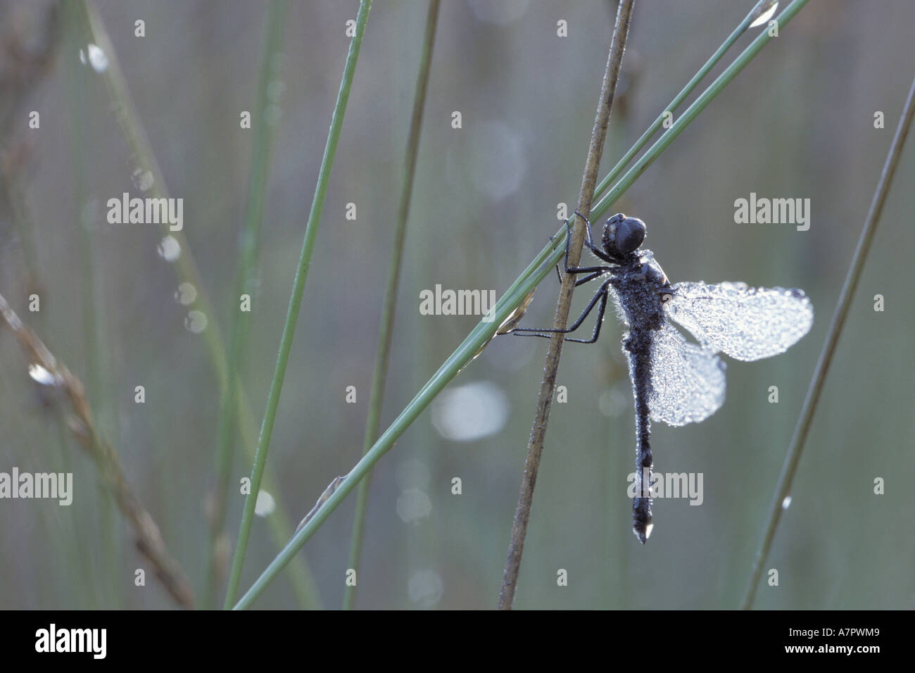 black sympetrum (Sympetrum danae), imago hanging at rush, with morning ...