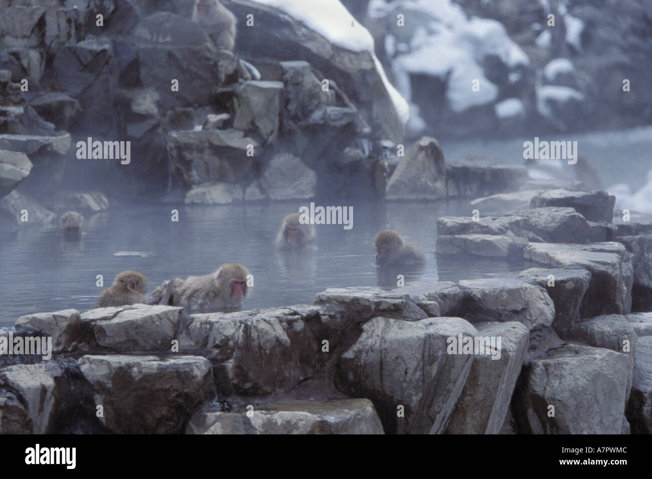 Japanese macaque, snow monkey (Macaca fuscata), group, bathing in warm ...