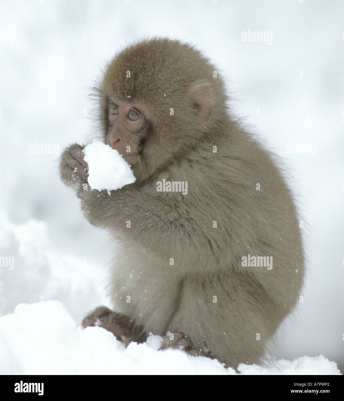 Japanese macaque, snow monkey (Macaca fuscata), young, holding snowball ...