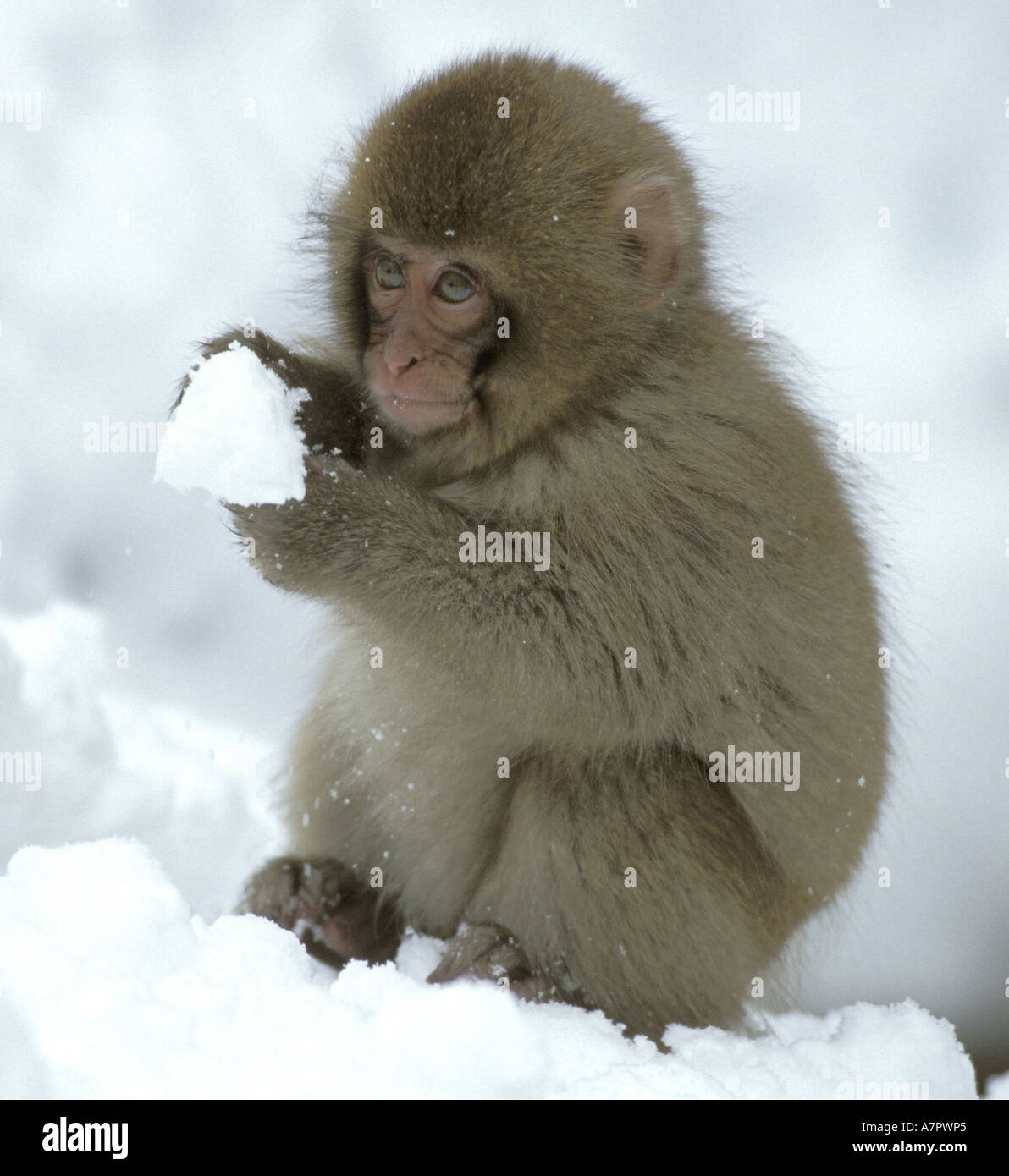 Japanese macaque, snow monkey (Macaca fuscata), young, playing with ...