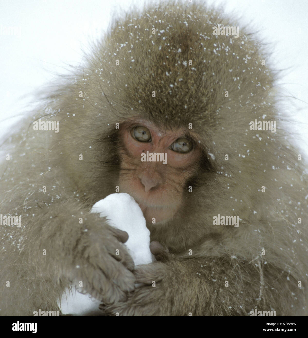 Japanese macaque, snow monkey (Macaca fuscata), young, holding snowball ...