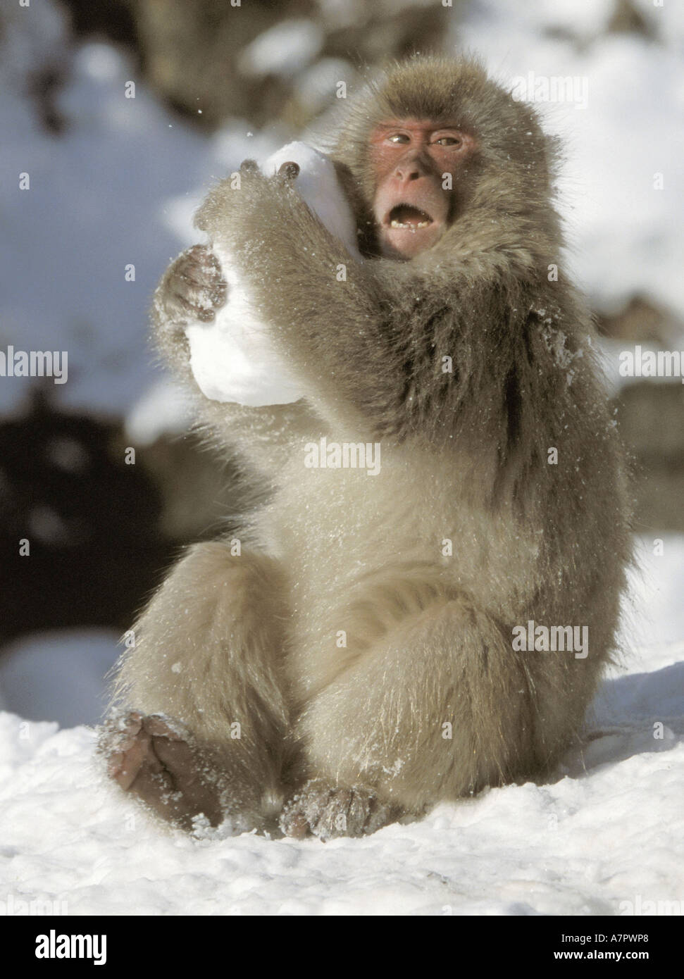 Japanese macaque, snow monkey (Macaca fuscata), young, playing with ...
