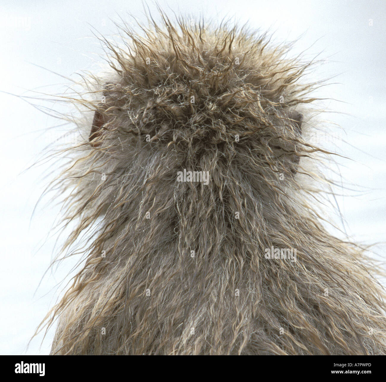 Japanese macaque, snow monkey (Macaca fuscata), with wet fur, rear view ...