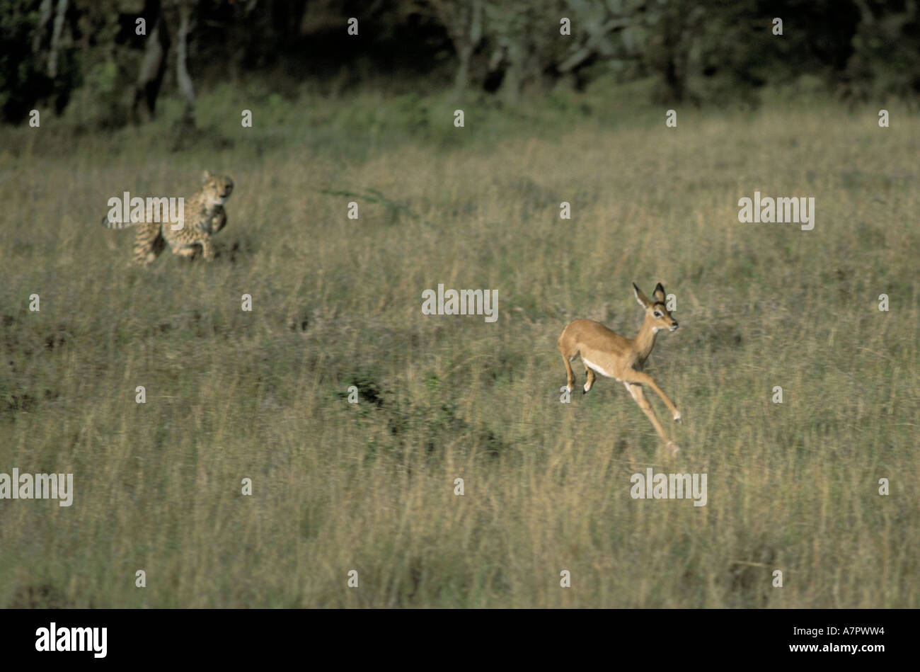 Cheetah hunting impala hi-res stock photography and images - Alamy