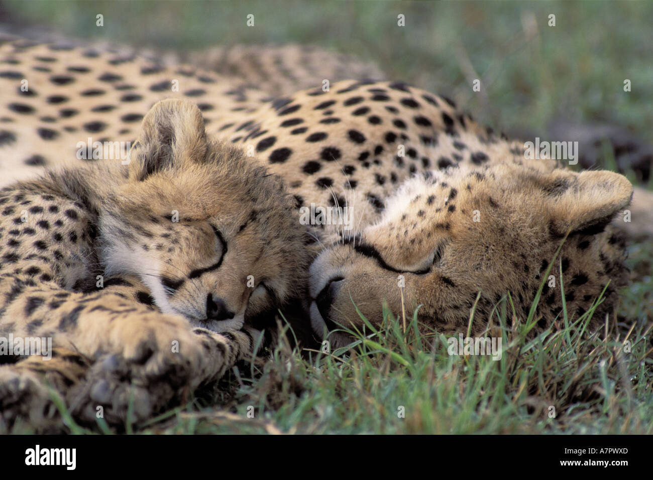 Saharan Cheetah Cubs