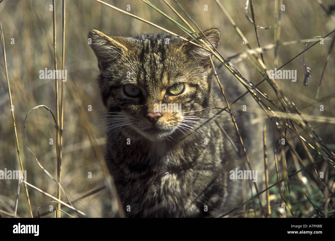 Scottish Wild Cat Stock Photo - Alamy
