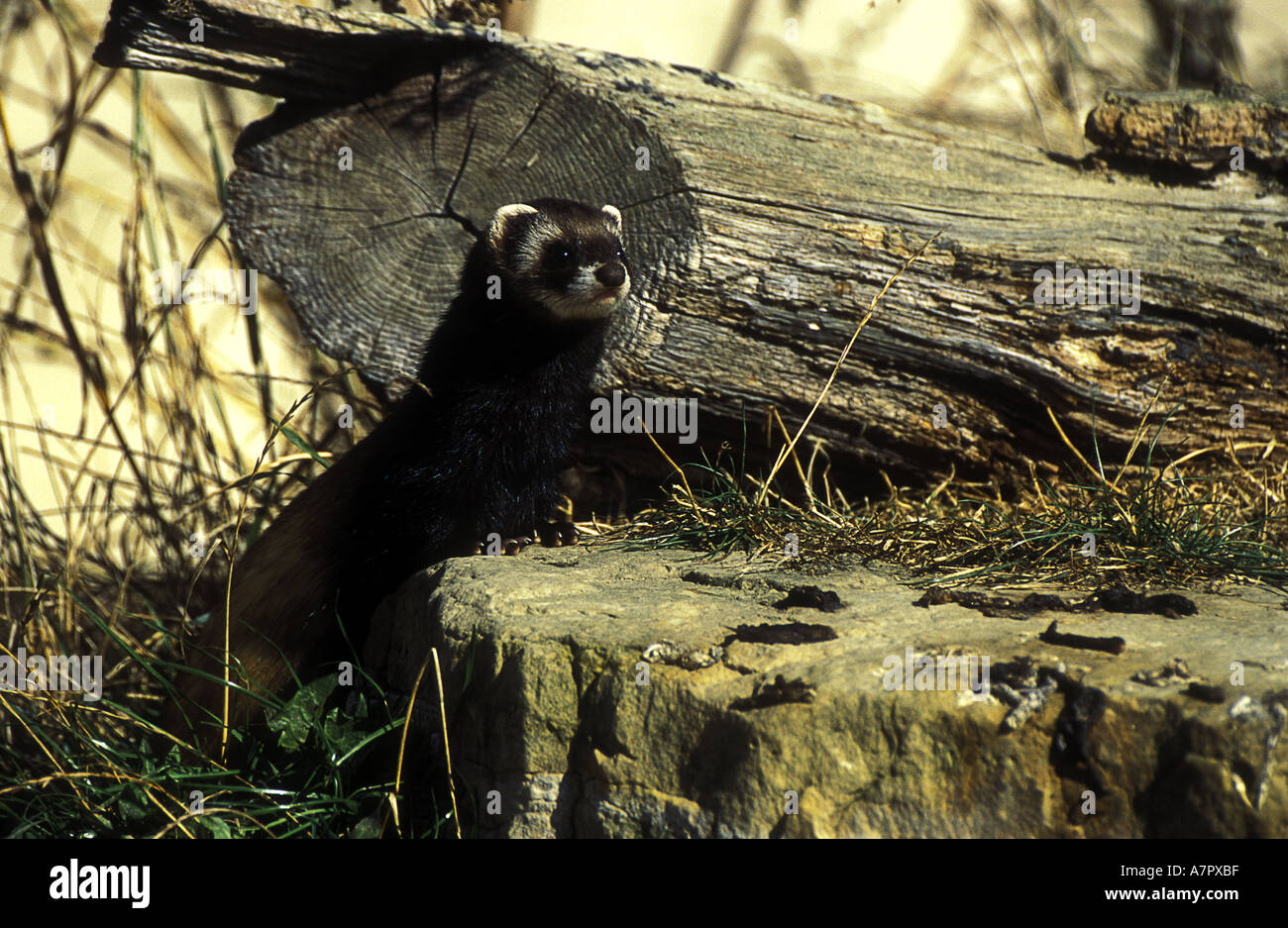 Polecat Like High Resolution Stock Photography and Images - Alamy